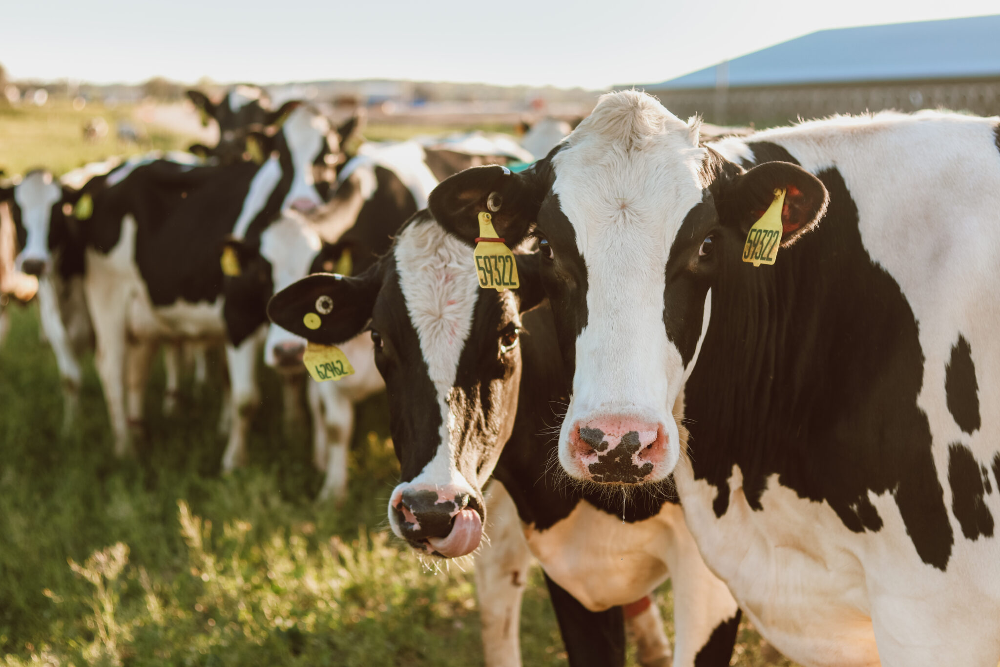 What Do Our Cows Eat? A Look at Their Diet - Volleman's Family Farm