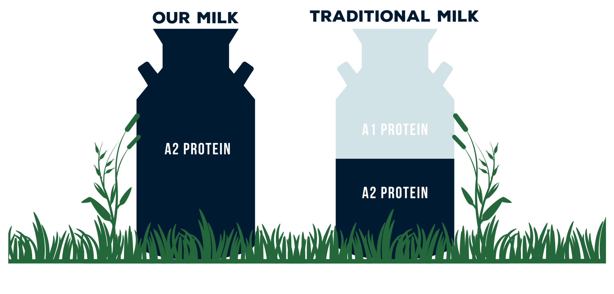 A2A2 Milk - Volleman's Family Farm